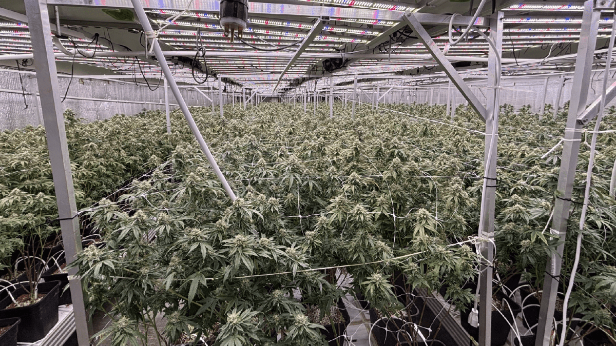 Triad Weed - The Maine Wire