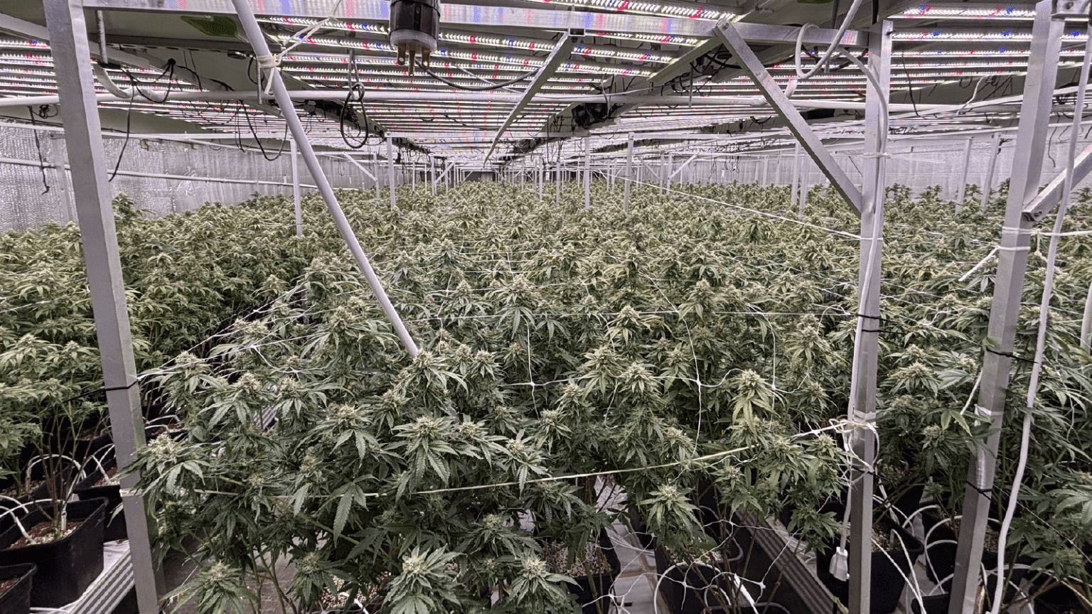 Triad Weed - The Maine Wire