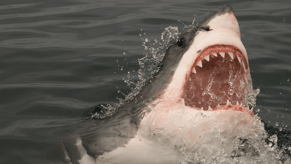 Beware the Ocean’s Stealthy Hunter - New England Great Whites May Be ...